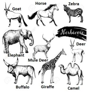 enVision Math Common Core Grade 1 Answer Key Topic 3 Addition Facts to ...