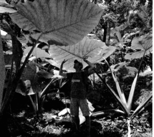 enVision Math Common Core Grade 5 Answer Key Topic 10 Represent and ...